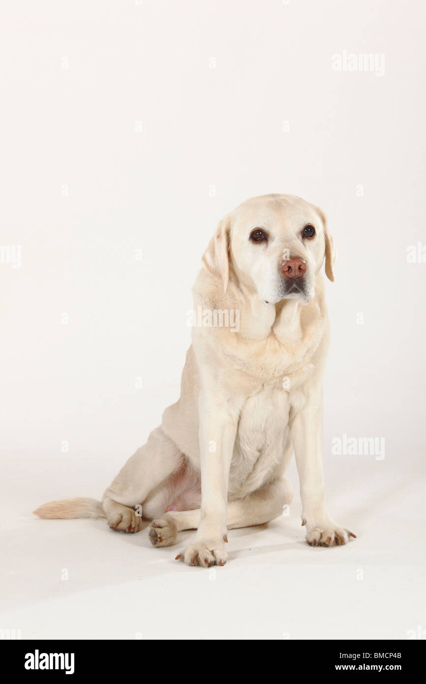 Labrador Retriever 12 Years Old Bitch Stock Photo Alamy labrador-retriever-12-years-old-bitch-stock-photo-alamy