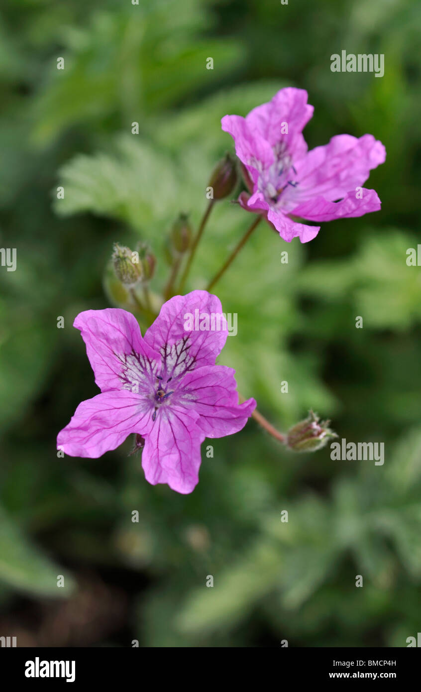 Pink herons hi-res stock photography and images - Alamy
