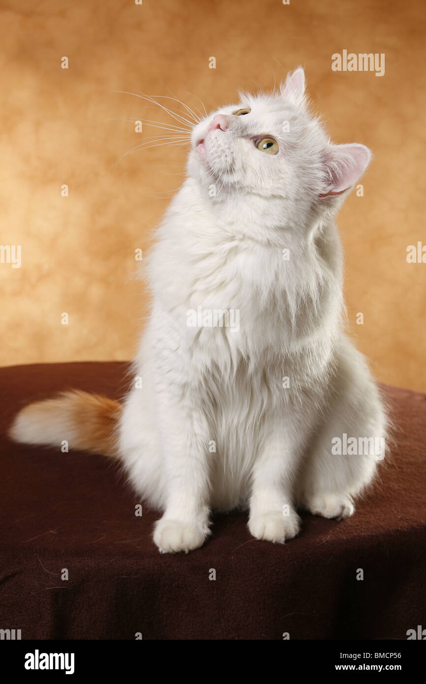 Vankatze hi-res stock photography and images - Alamy
