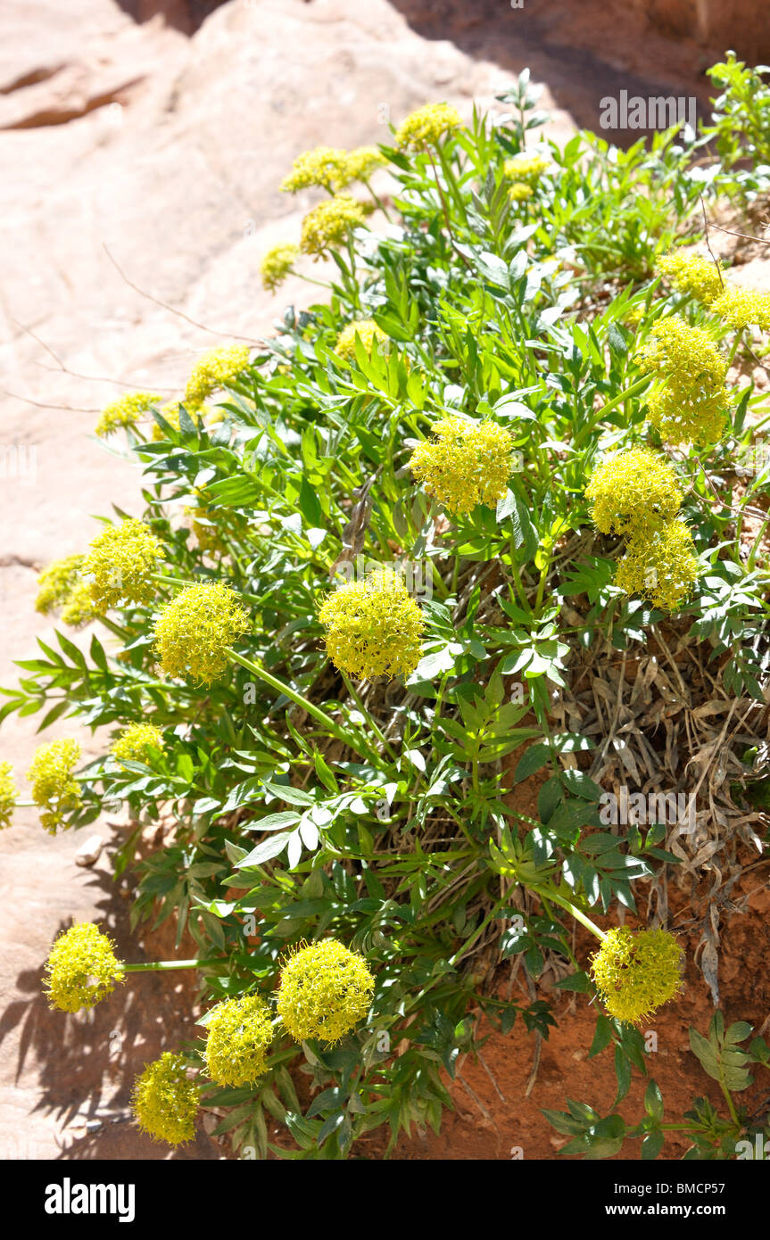 Biscuitroot hi-res stock photography and images - Alamy