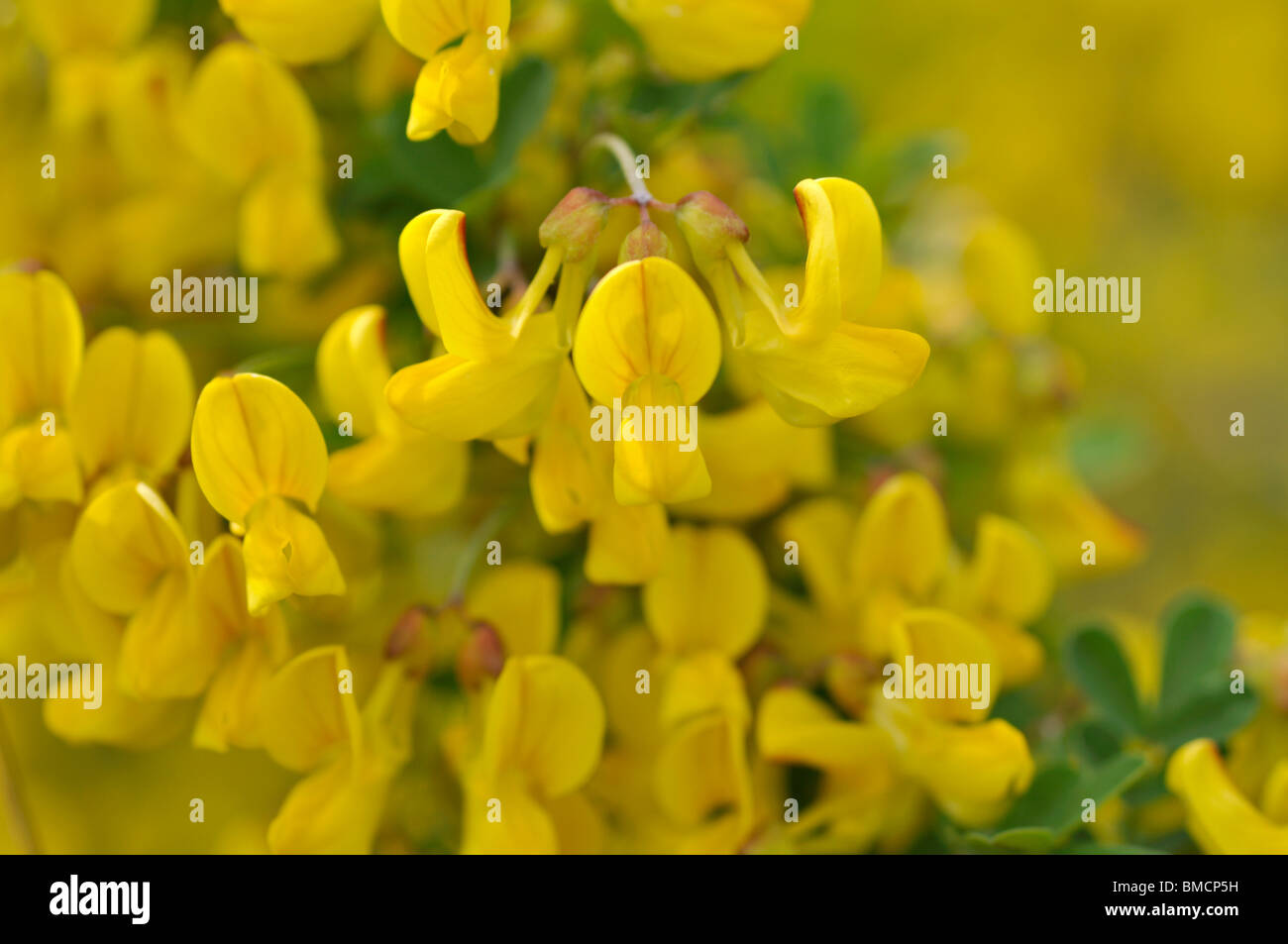 Scorpion senna (Hippocrepis emerus Stock Photo - Alamy