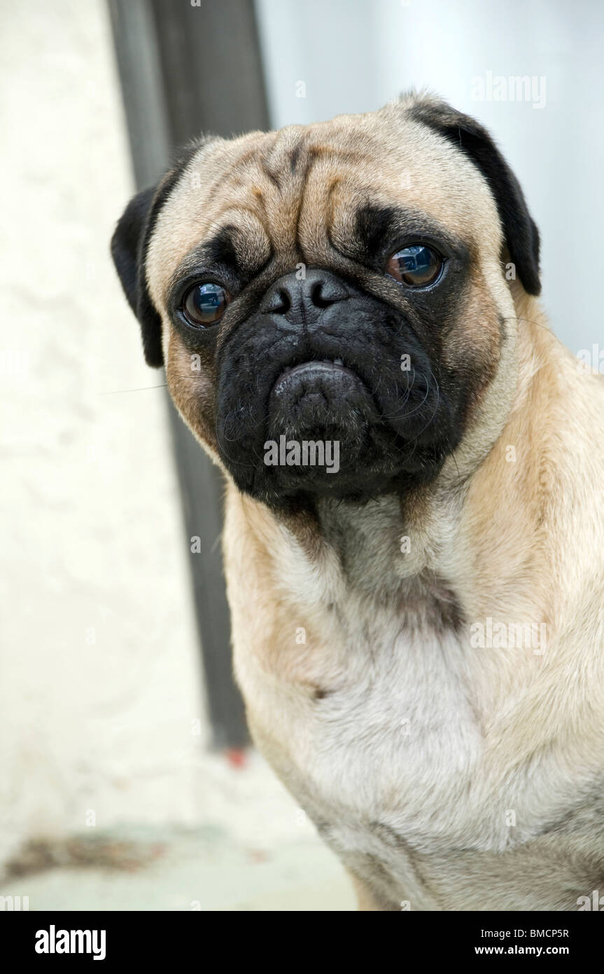 That pug face hi-res stock photography and images - Alamy