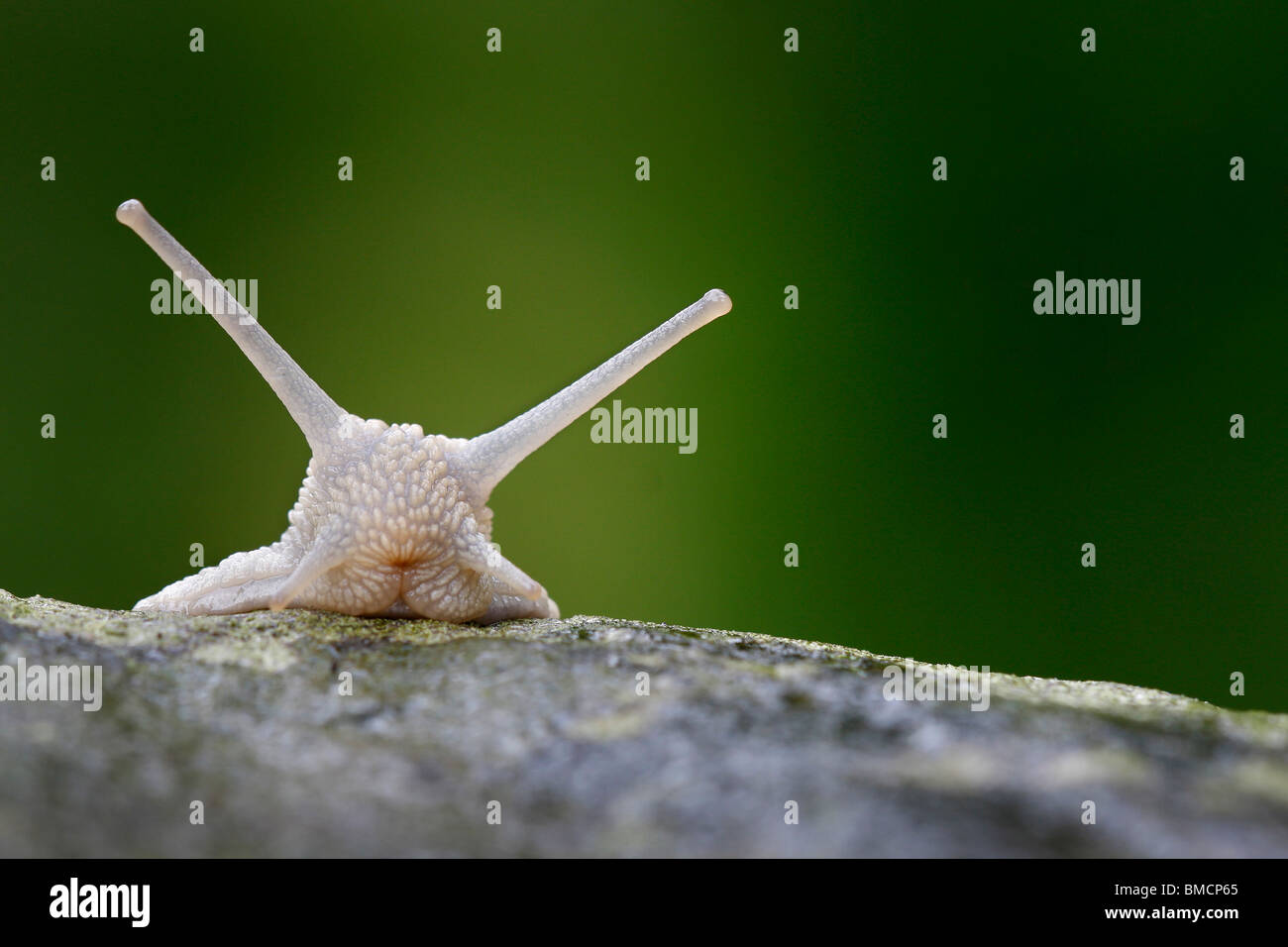 Roman snail, escargot, escargot snail, edible snail, apple snail ...