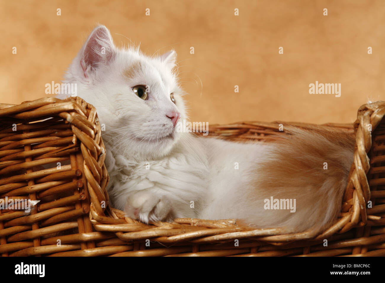 Vankatze hi-res stock photography and images - Alamy