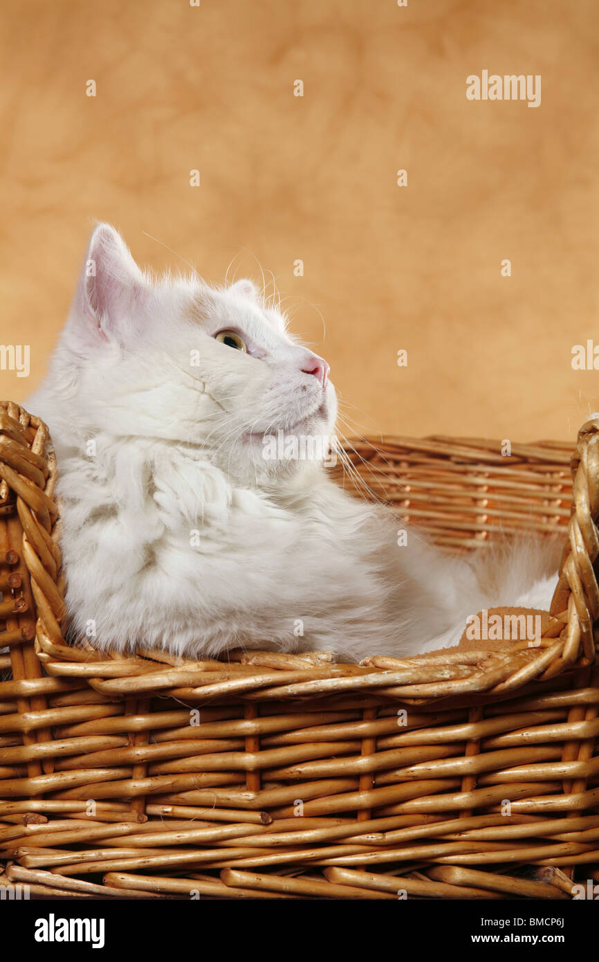 Vankatze hi-res stock photography and images - Alamy