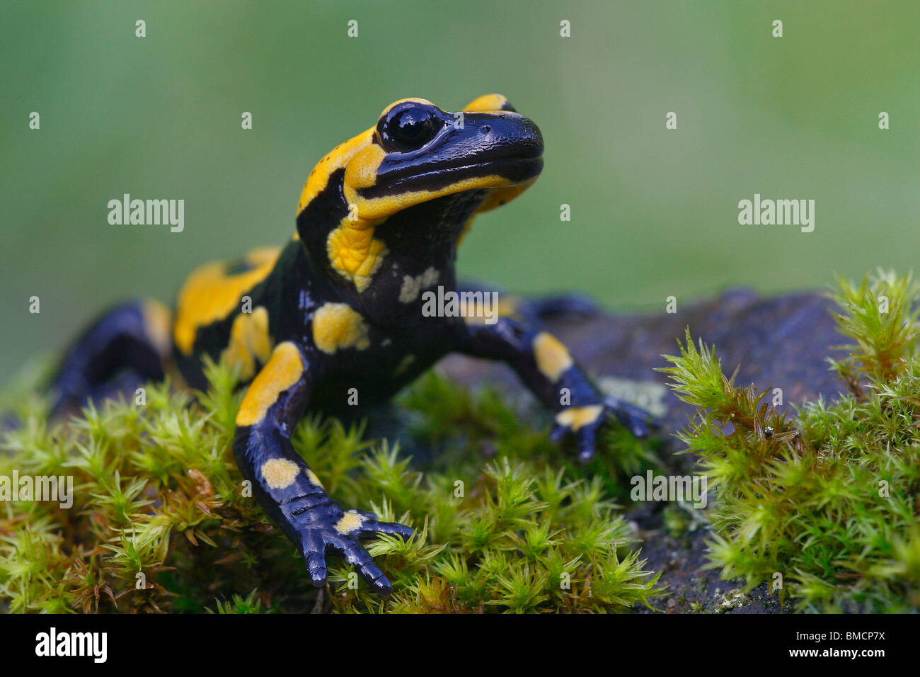 European fire salamander (Salamandra salamandra), in moss, Germany ...