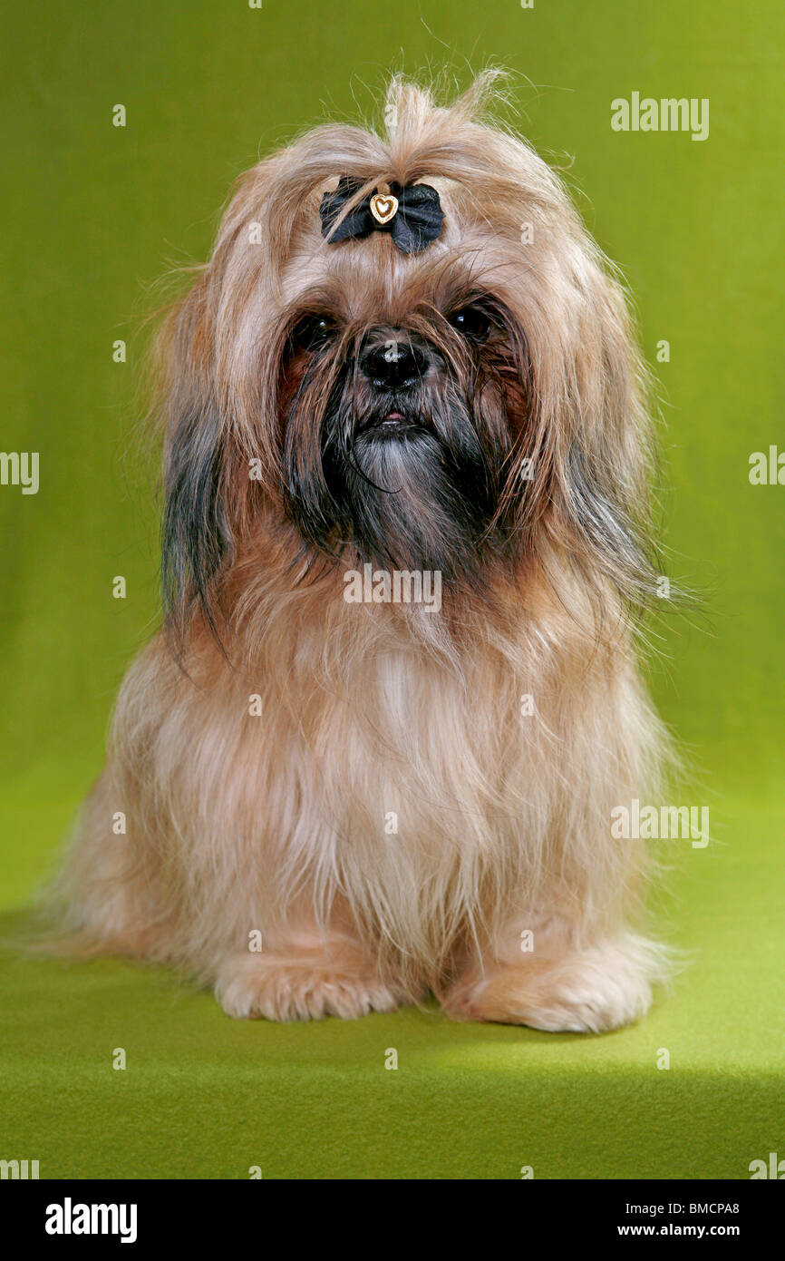 sitzender Shih Tzu / sitting Shih Tzu Stock Photo - Alamy