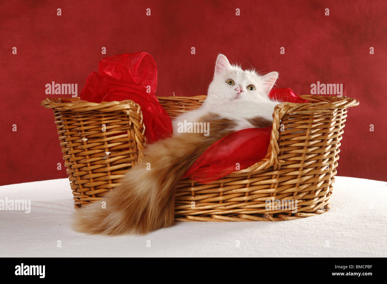 Vankatze hi-res stock photography and images - Alamy