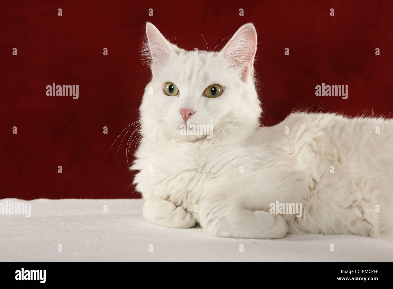 Vankatze hi-res stock photography and images - Alamy