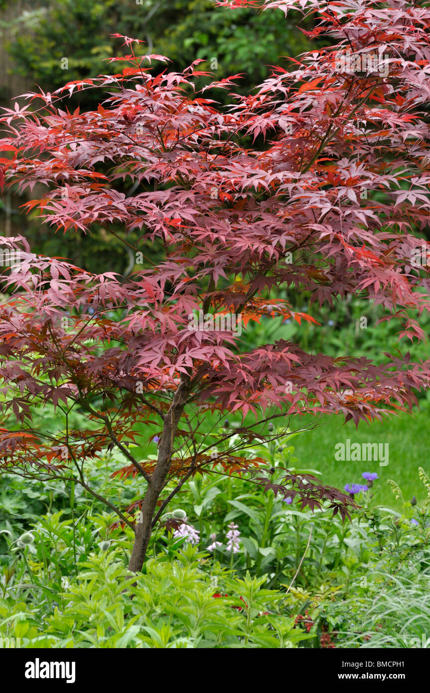 Japanese maple (Acer palmatum 'Atropurpureum' Stock Photo - Alamy
