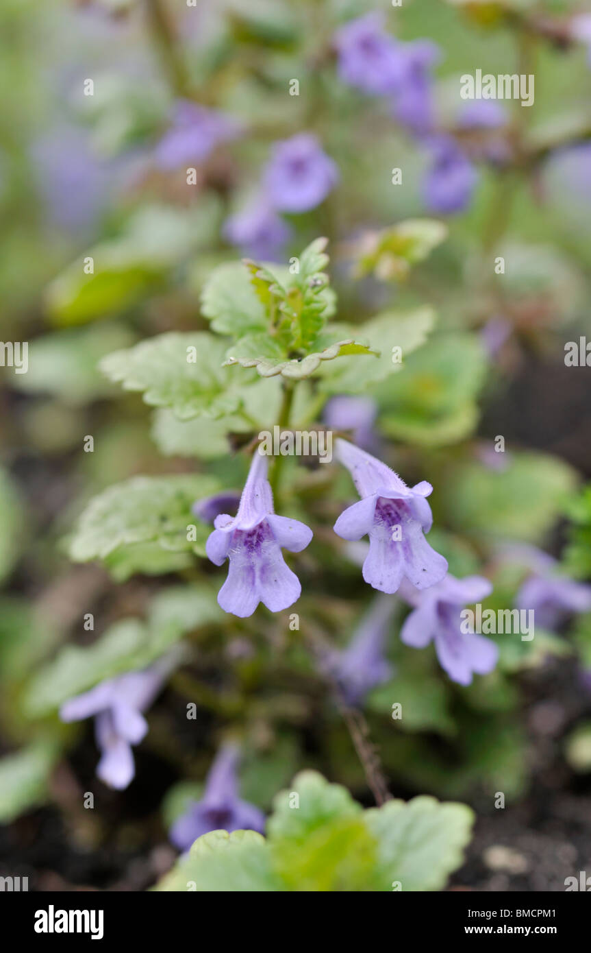 Glechoma lamiaceae hi-res stock photography and images - Alamy