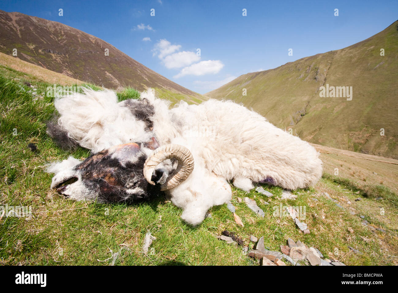Sheep death valley hi-res stock photography and images - Alamy