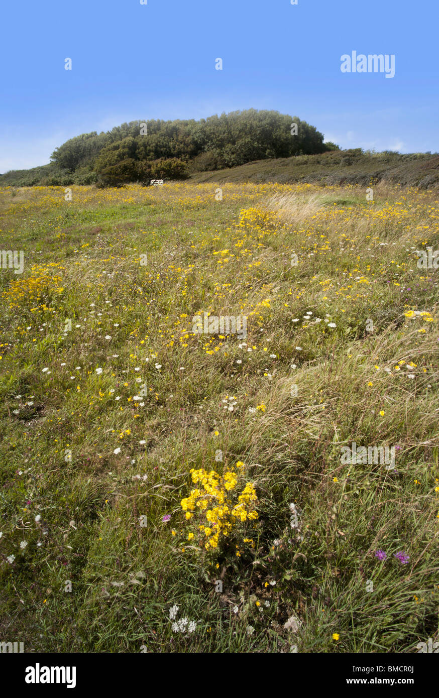 view of & from the south west coast path in dorset. durlston head ...