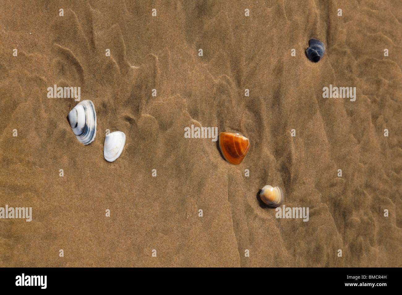 Shells on a sandy beach, New Zealand Stock Photo - Alamy