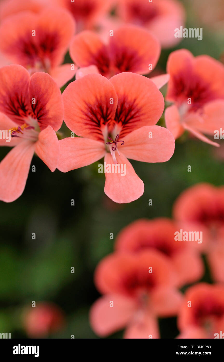Lemon scented pelargonium (Pelargonium crispum 'Angeleyes Orange' Stock ...