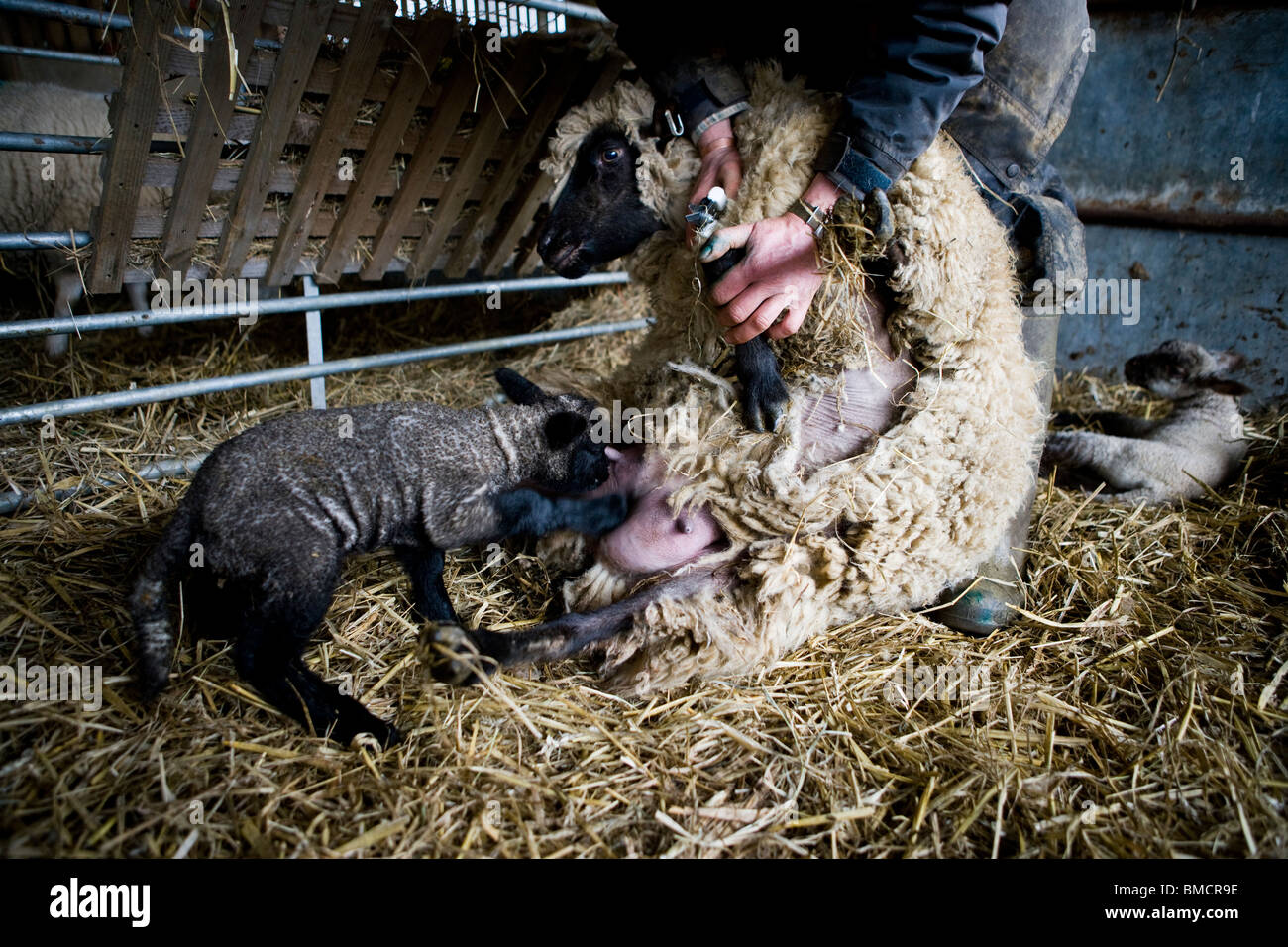Farmer freerange sheep hi-res stock photography and images - Alamy