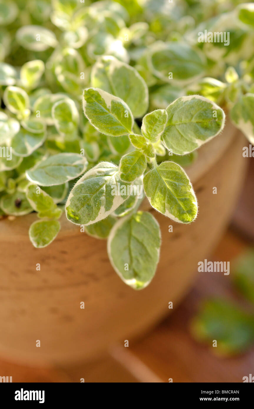 Greek oregano (Origanum vulgare 'Panta' Stock Photo - Alamy