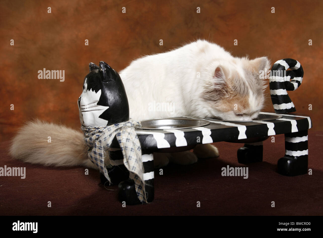 Langhaarige katze hi-res stock photography and images - Alamy