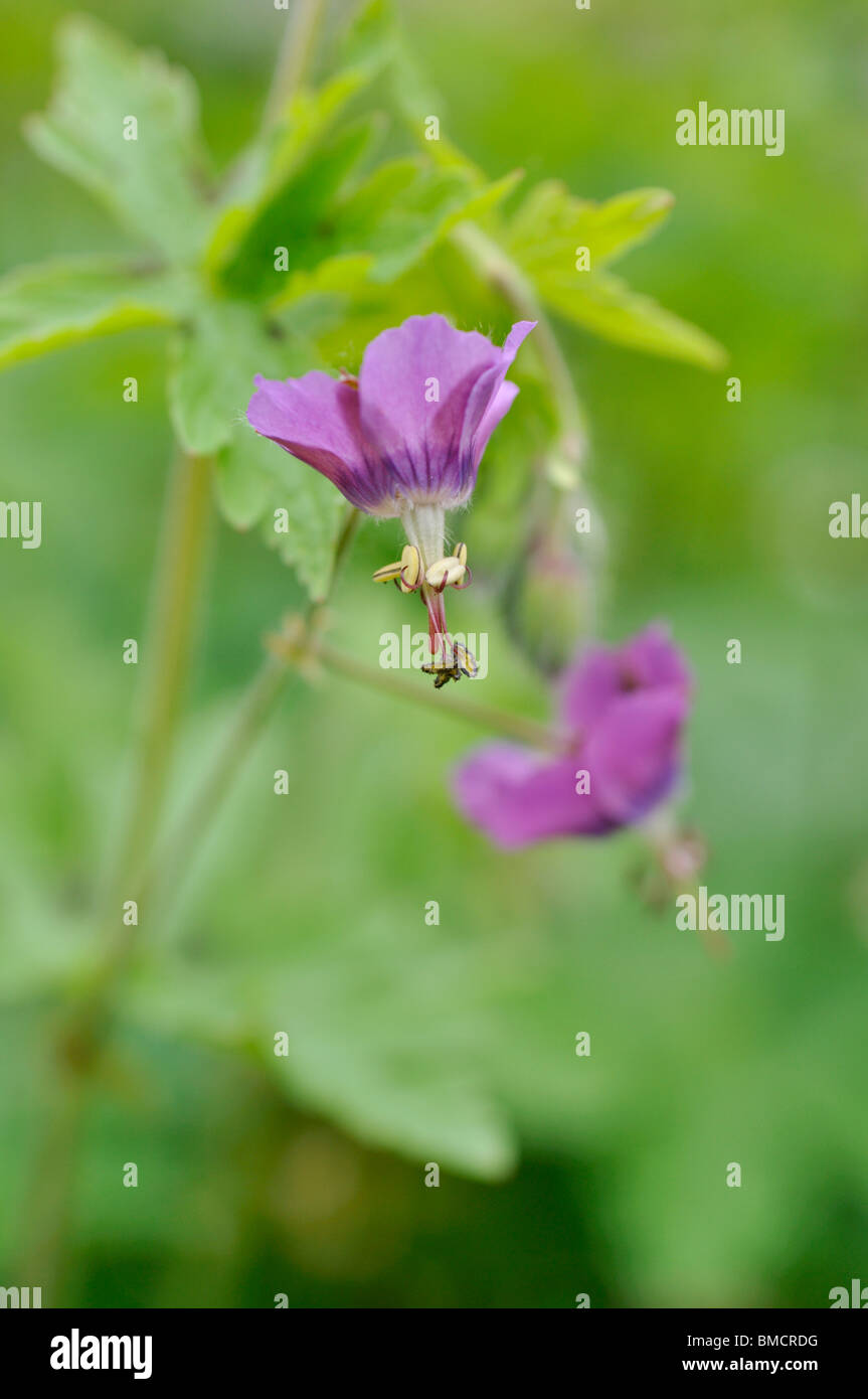 Dusky cranesbill (Geranium phaeum Stock Photo - Alamy