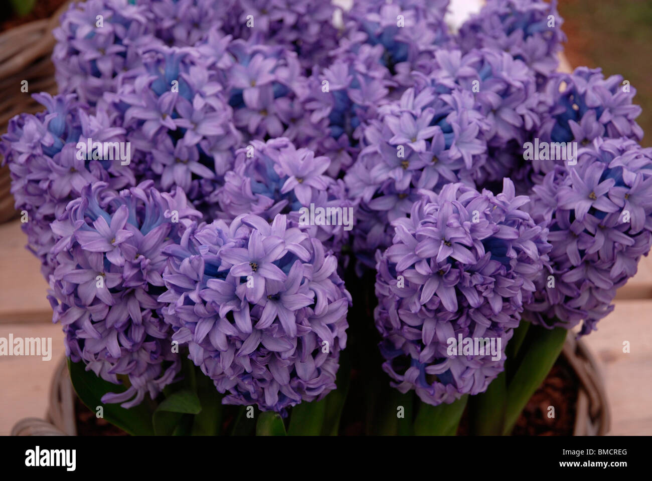 Hyacinths on display at The Chelsea Flower Show, London, 2010 Stock ...