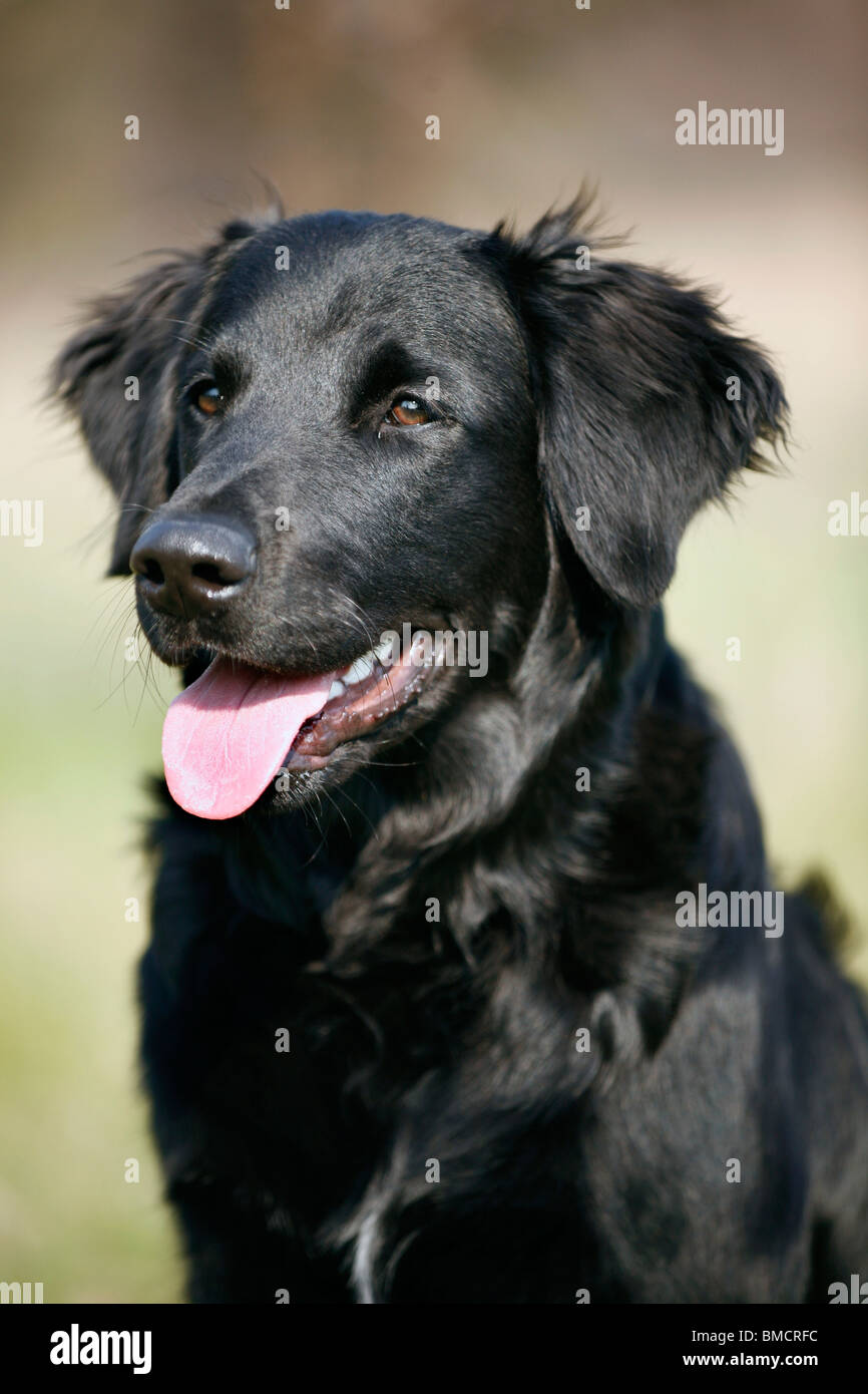 schwarzer Hund / black dog Stock Photo - Alamy