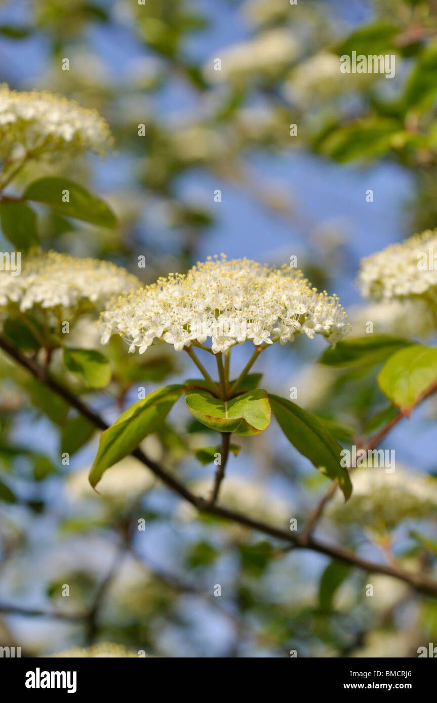 Nannyberry (Viburnum lentago Stock Photo - Alamy