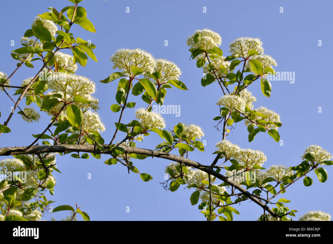 Nannyberry (Viburnum lentago Stock Photo - Alamy