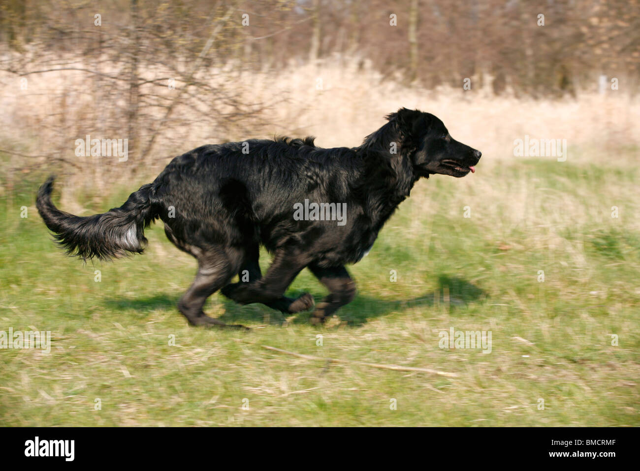 schwarzer Hund / black dog Stock Photo - Alamy