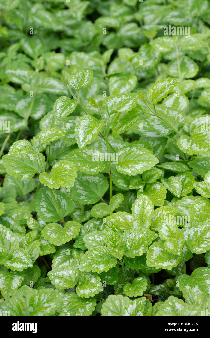 Yellow archangel (Lamium galeobdolon 'Florentinum' syn. Lamiastrum ...