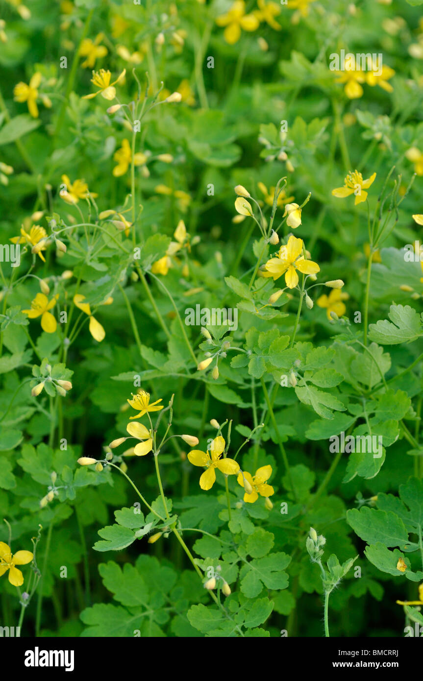 Plant chelidonium majus hi-res stock photography and images - Alamy