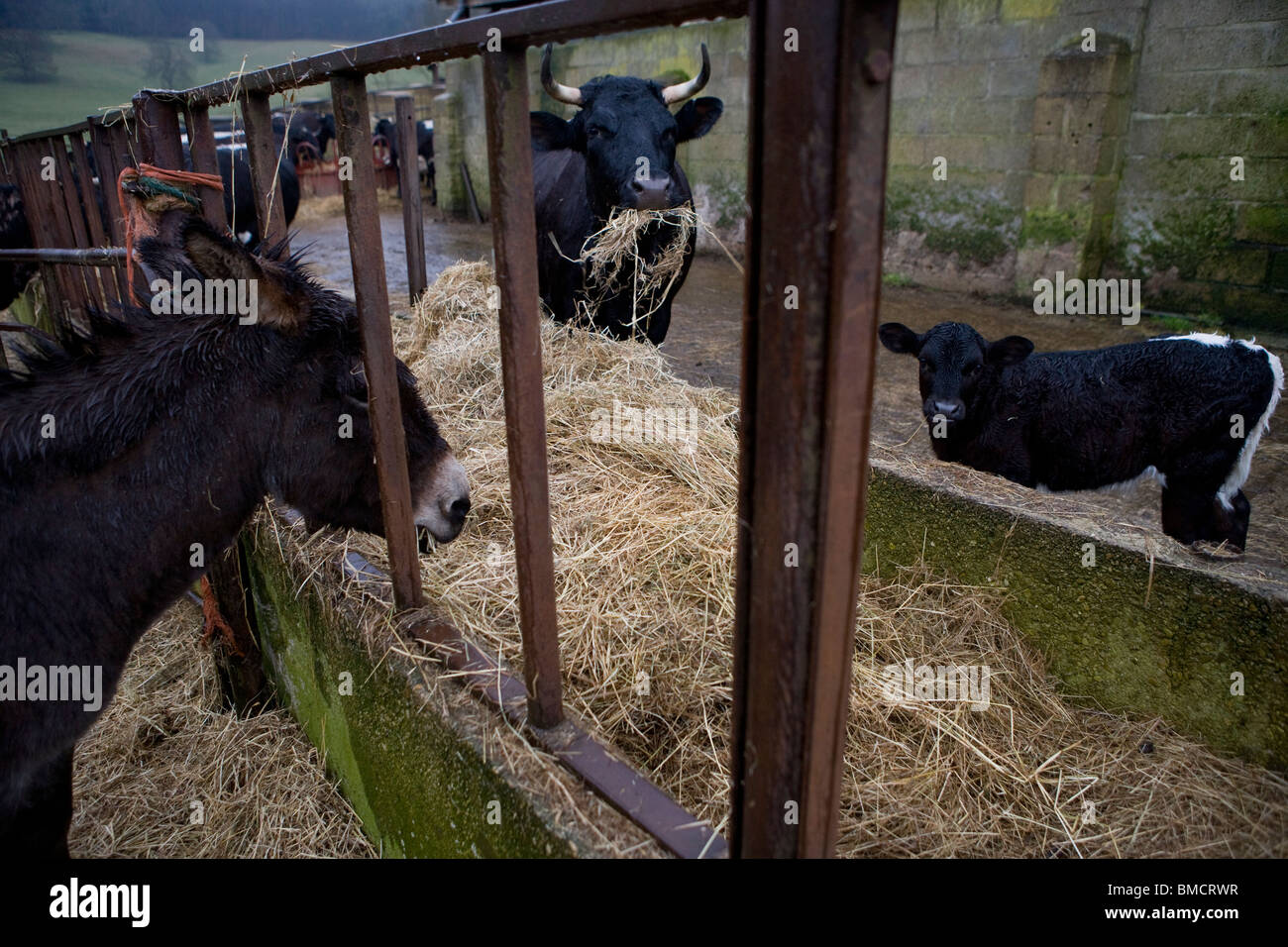 Donkey standing in the rain at a feeding trough with cow and calf ...