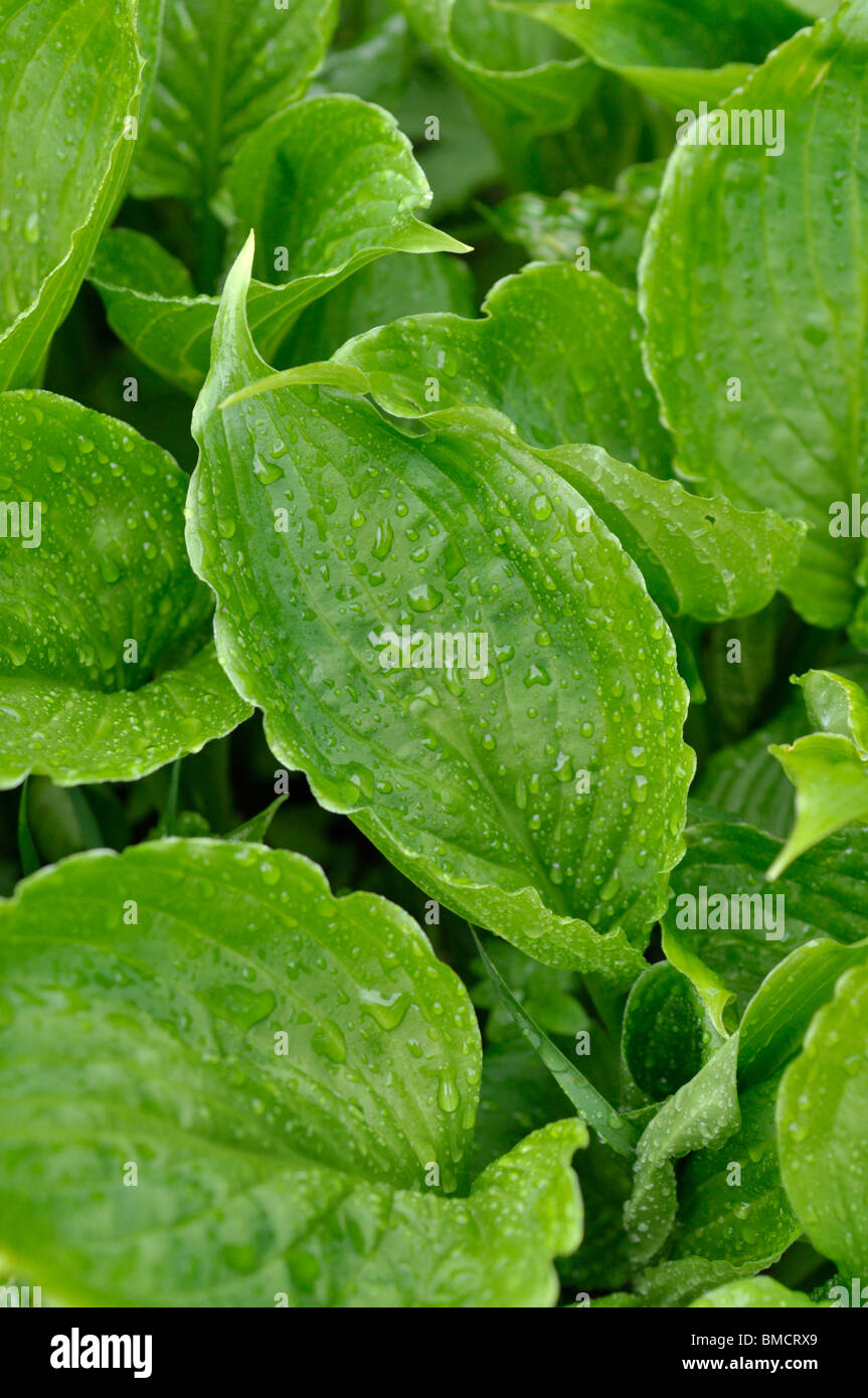 Plantain lily (Hosta crispula Stock Photo - Alamy