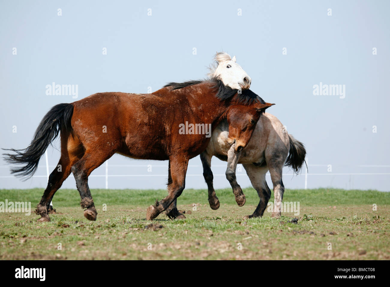 Pferde / horses Stock Photo - Alamy