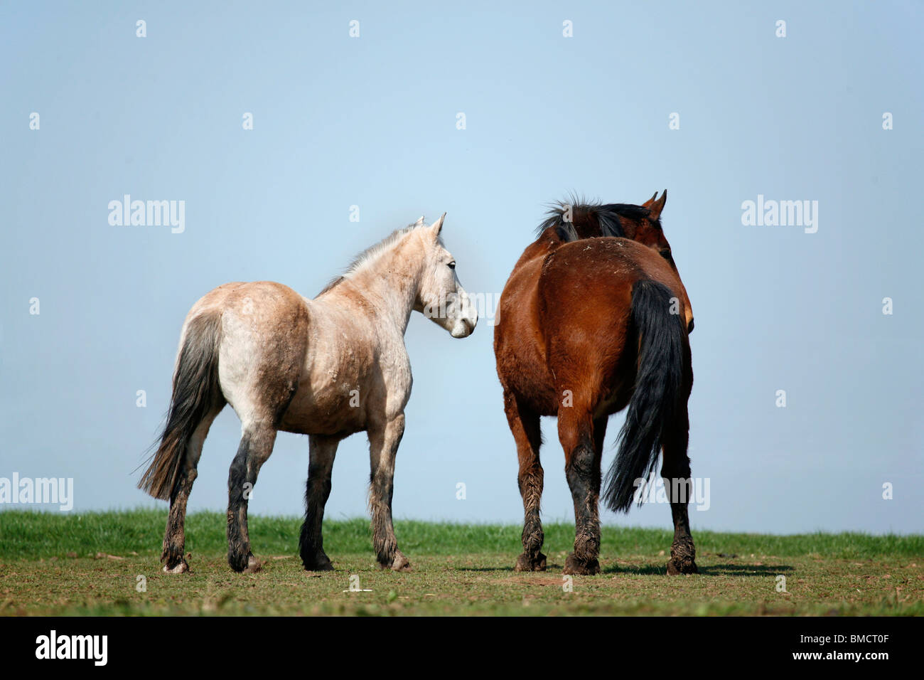 Pferde / horses Stock Photo - Alamy