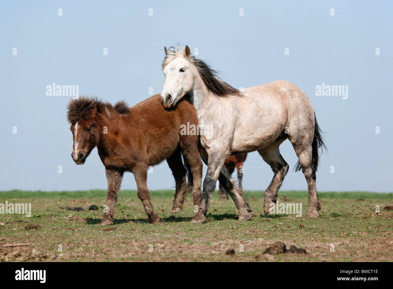 Pferde / horses Stock Photo - Alamy