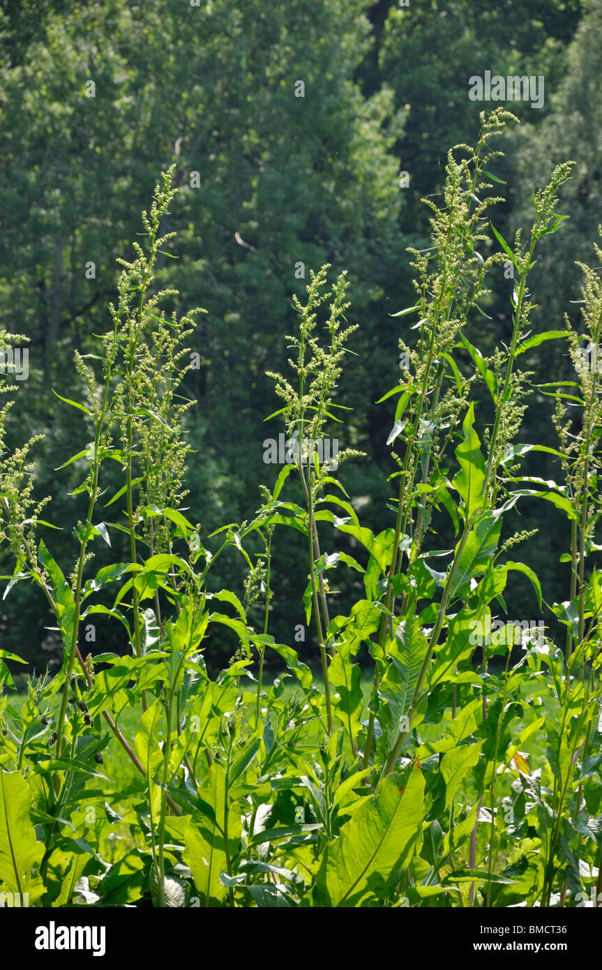 Patience dock (Rumex patientia Stock Photo - Alamy