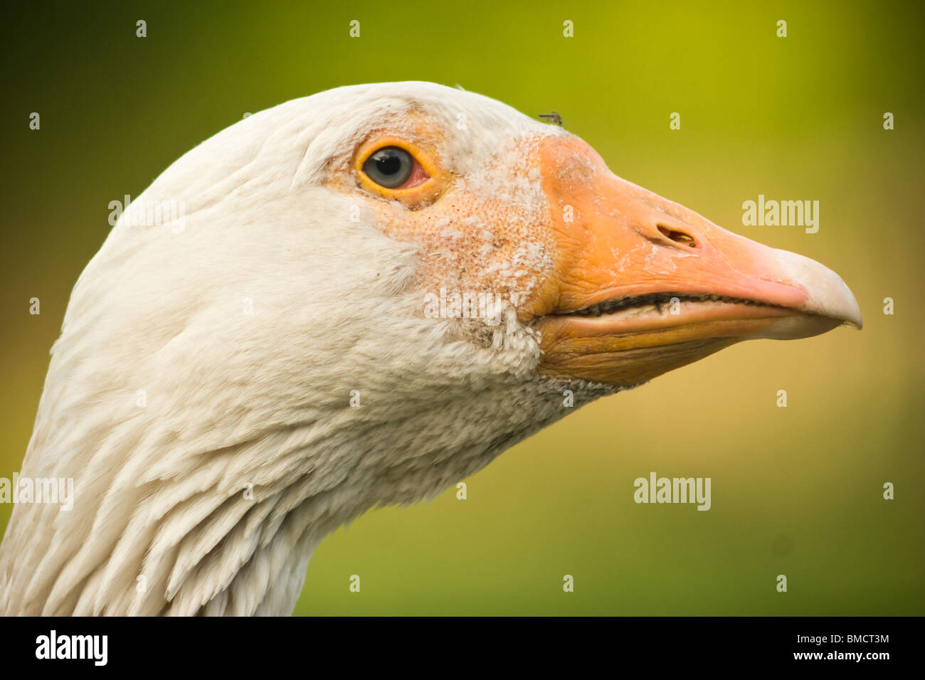 Goose beak hi-res stock photography and images - Alamy