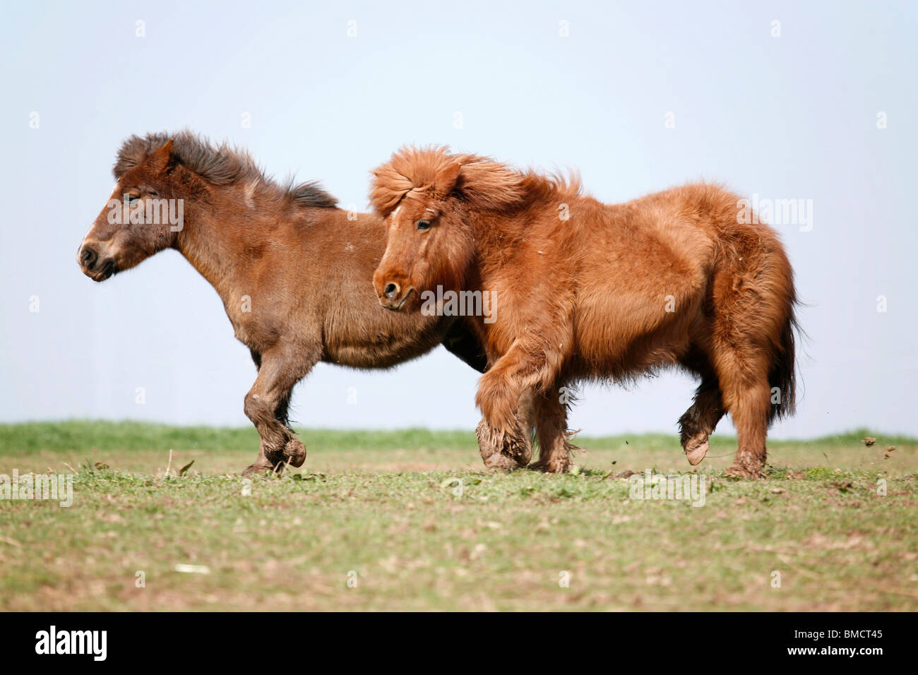 Two shetland ponys hi-res stock photography and images - Alamy