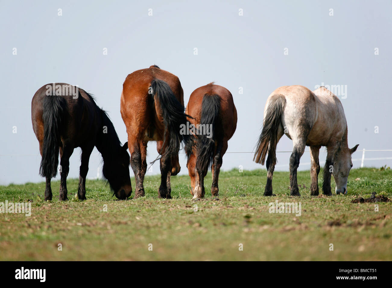 Helle gruppe hi-res stock photography and images - Alamy