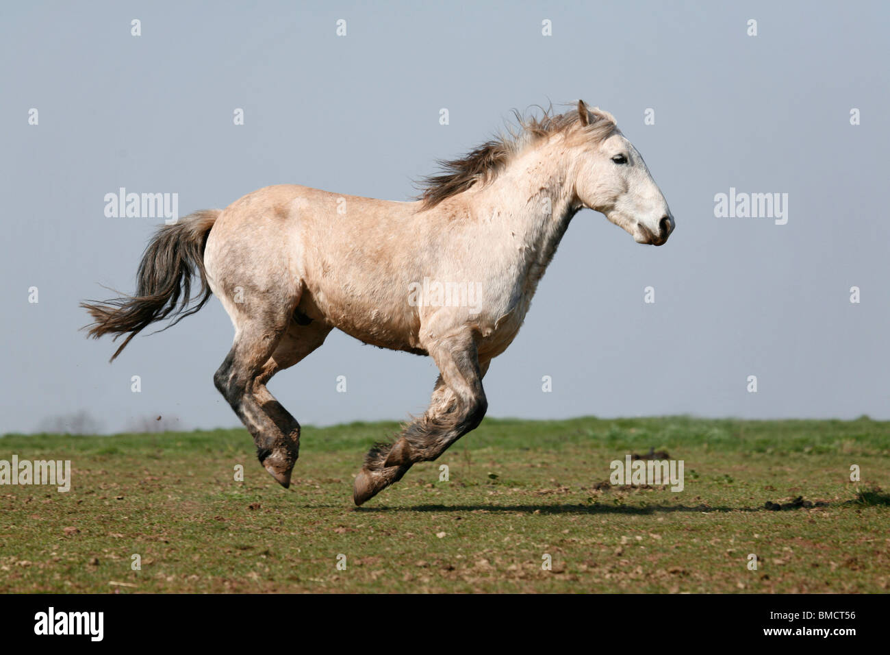 Criollos horse hi-res stock photography and images - Alamy