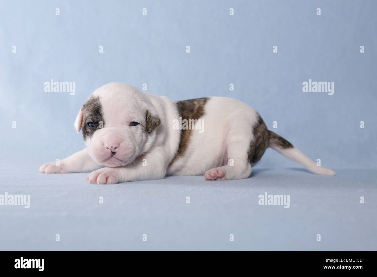 American Bulldog Baby Stock Photo - Alamy
