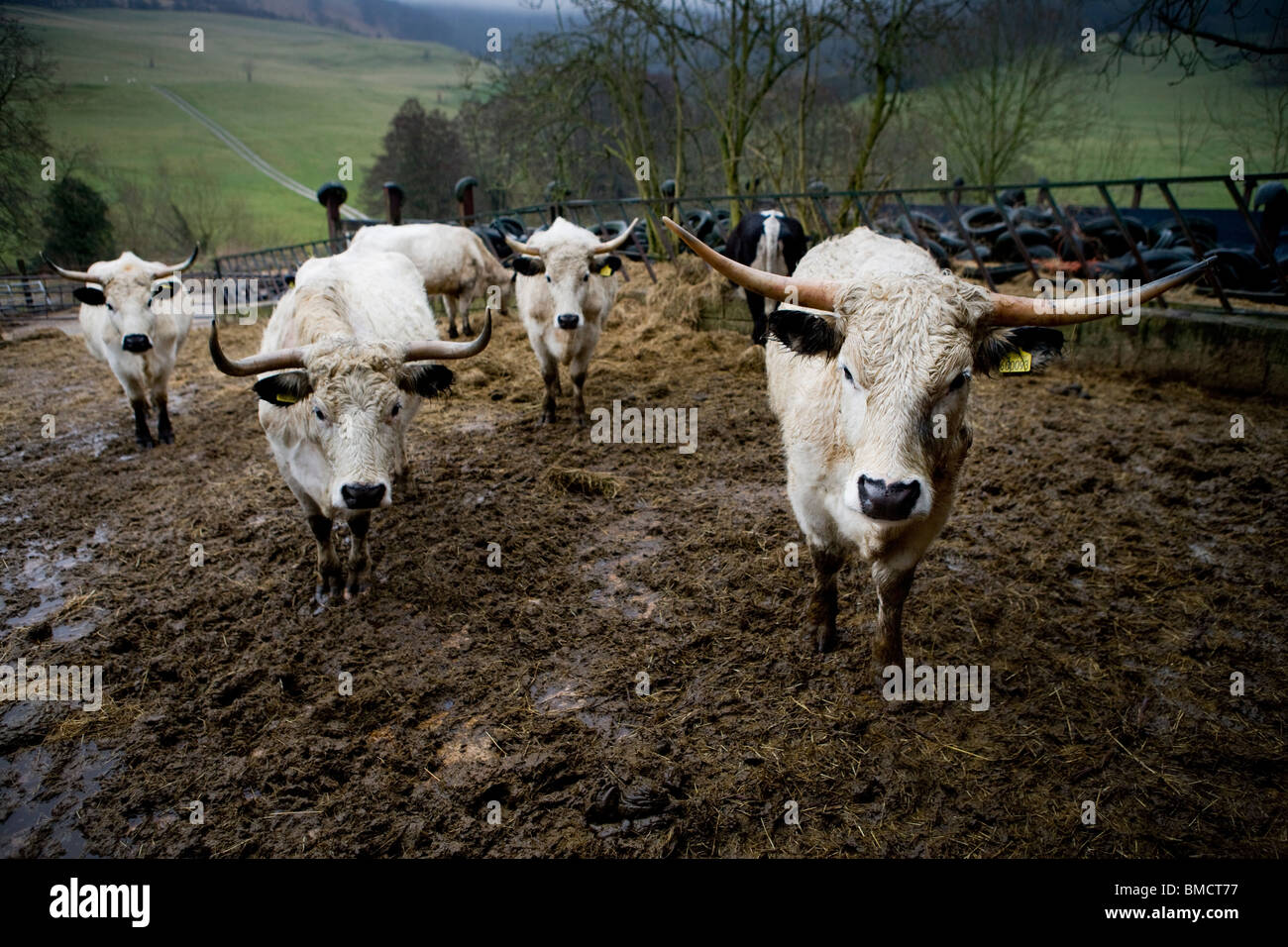 Freerange cattle hi-res stock photography and images - Alamy