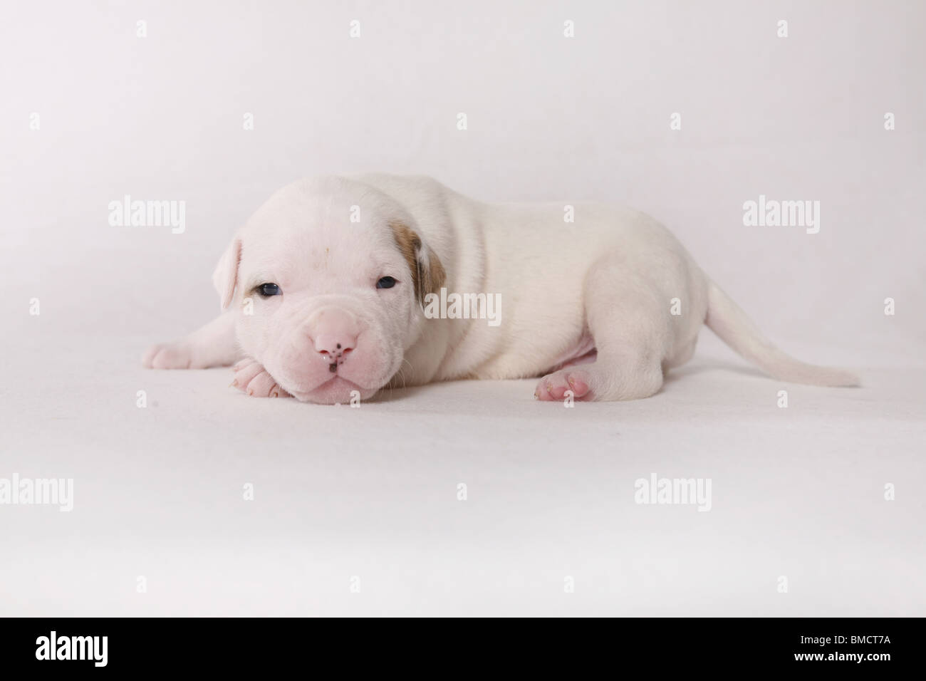 American Bulldog Baby Stock Photo - Alamy