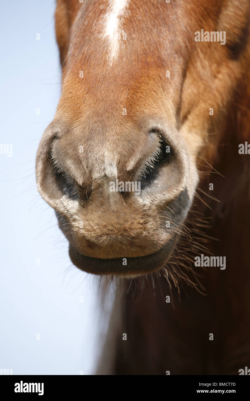 Pferdemaul / horse mouth Stock Photo - Alamy