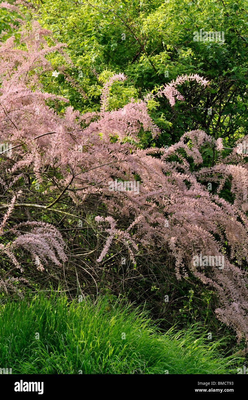 Tamarix hi-res stock photography and images - Alamy