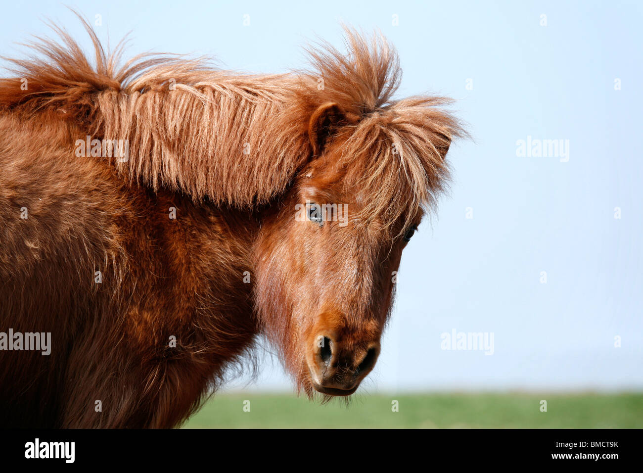 Ein kleines pony hi-res stock photography and images - Alamy