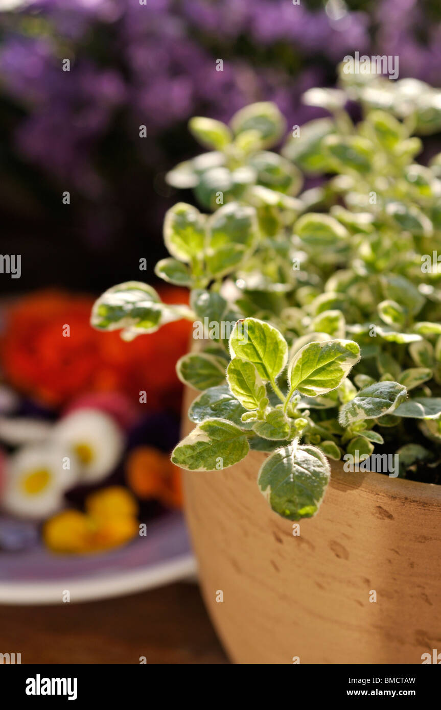 Oregano plant container hi-res stock photography and images - Alamy
