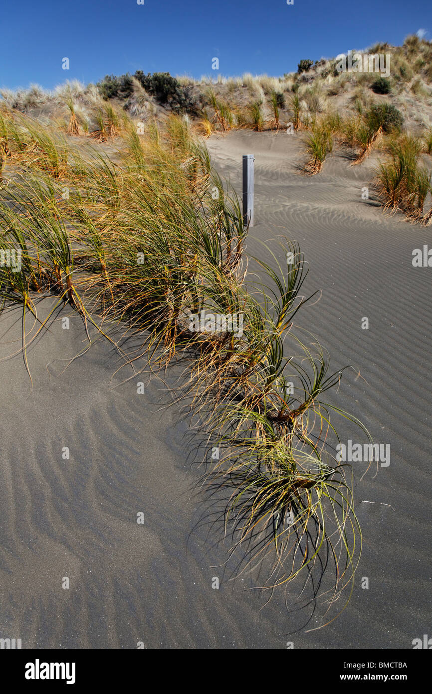 Sandy grasses hi-res stock photography and images - Alamy