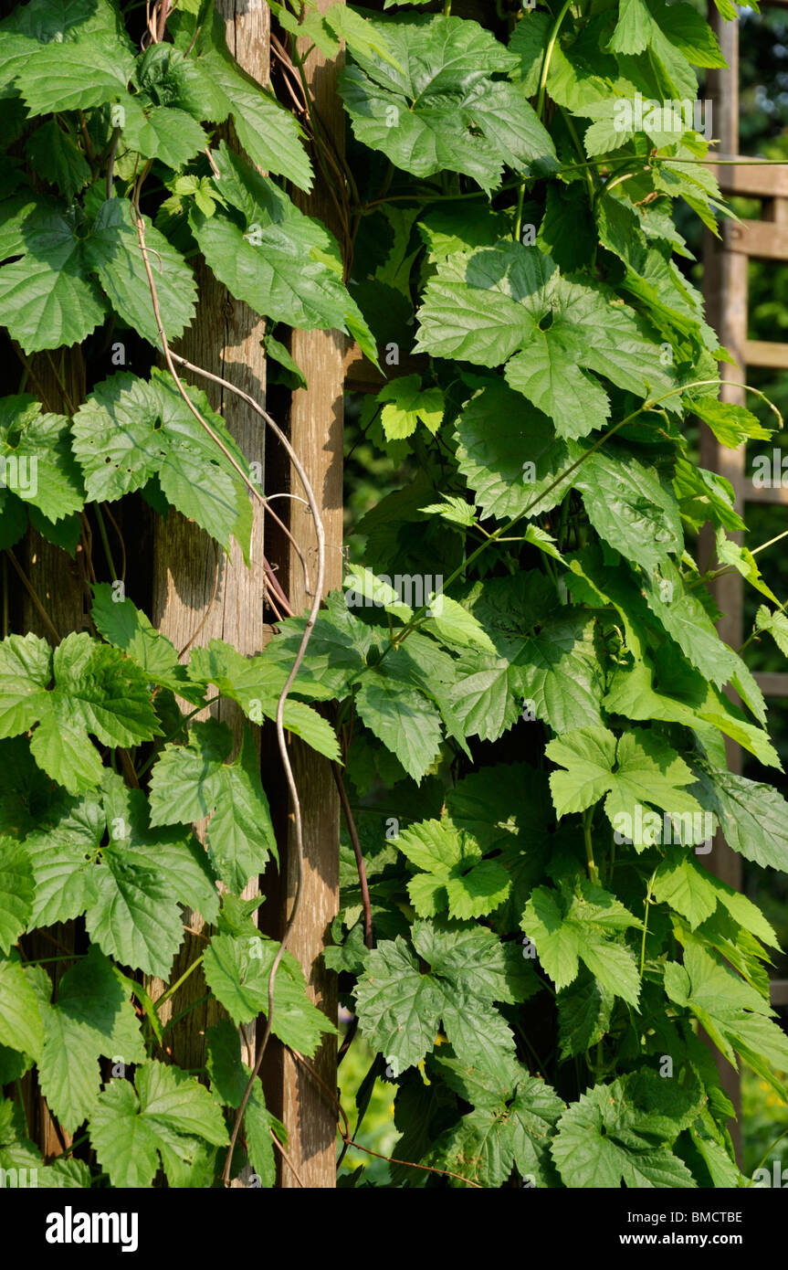 Humulus lupulus spring hi-res stock photography and images - Alamy