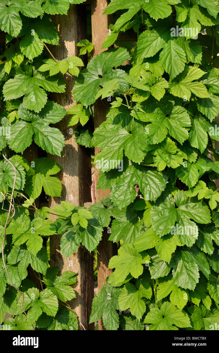 Common hop (Humulus lupulus Stock Photo - Alamy